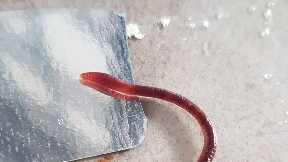 Earthworm Lips | Lipstutorial.org