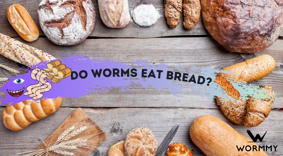 Do Worms Eat Bread? (Even If It Is Mouldy Or Rotten?)
