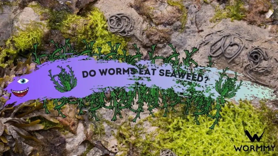 Worm Facts - [16 x Fun Facts For Kids & Adults All About Worms!]