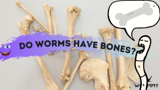Do Worms Have Bones? How Do Earthworms Move? - Wormmy