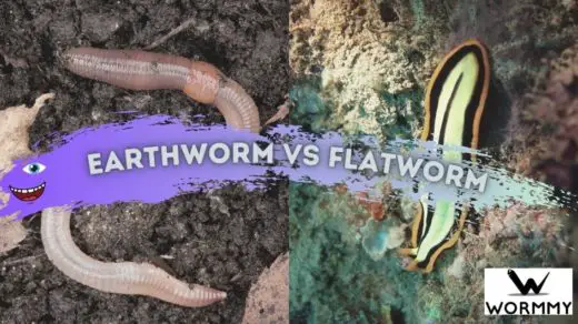 Earthworm vs Flatworm - (What Are Their Differences?)