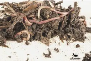 Red worms vs Nightcrawlers (Their Differences & Similarities) | Wormmy