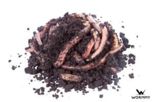 Red worms vs Nightcrawlers (Their Differences & Similarities) | Wormmy