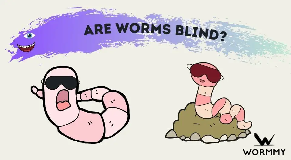 Are worms blind? (Can Earthworms See or Sense Light?)