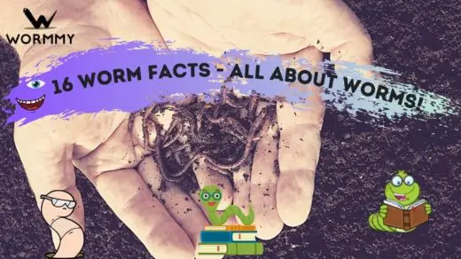Worm Facts - [16 x Fun Facts For Kids & Adults All About Worms!]