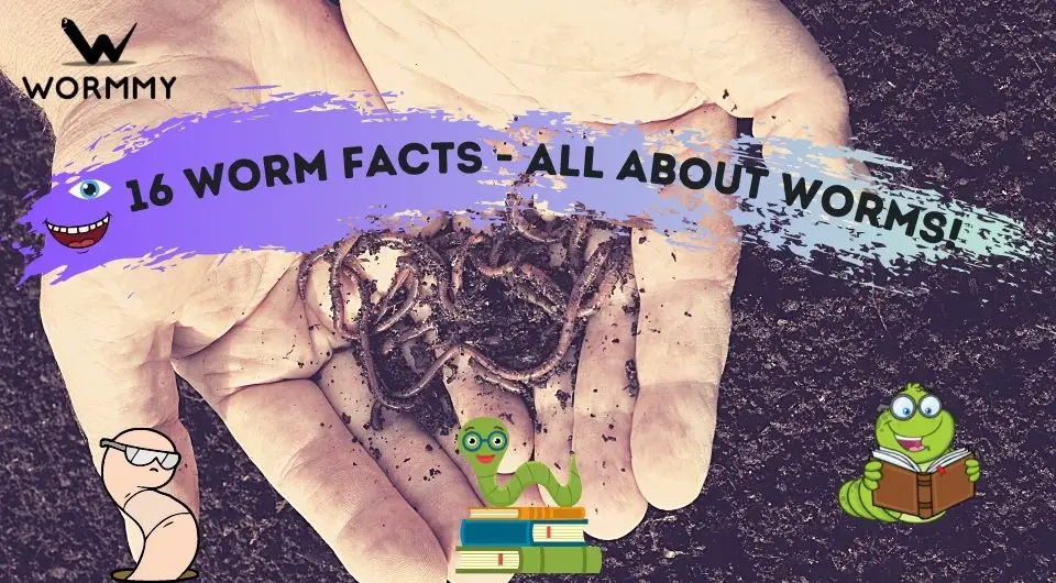 Worm Facts - [16 x Fun Facts For Kids & Adults All About Worms!]
