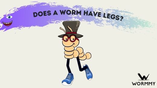 Does a worm have legs? (What About Earthworms?)