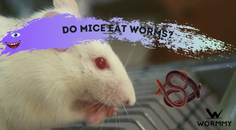 Do Mice Eat Worms? (Will The Eat Worms From Your Bin)