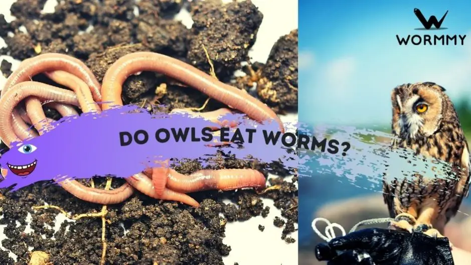 Worm Facts - [16 x Fun Facts For Kids & Adults All About Worms!]