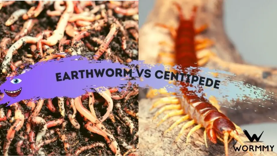 How to Raise Worms (Raising Them The Right Way)