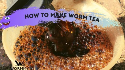 How To Make Worm Tea - (What Is It And Does It Really Work?)