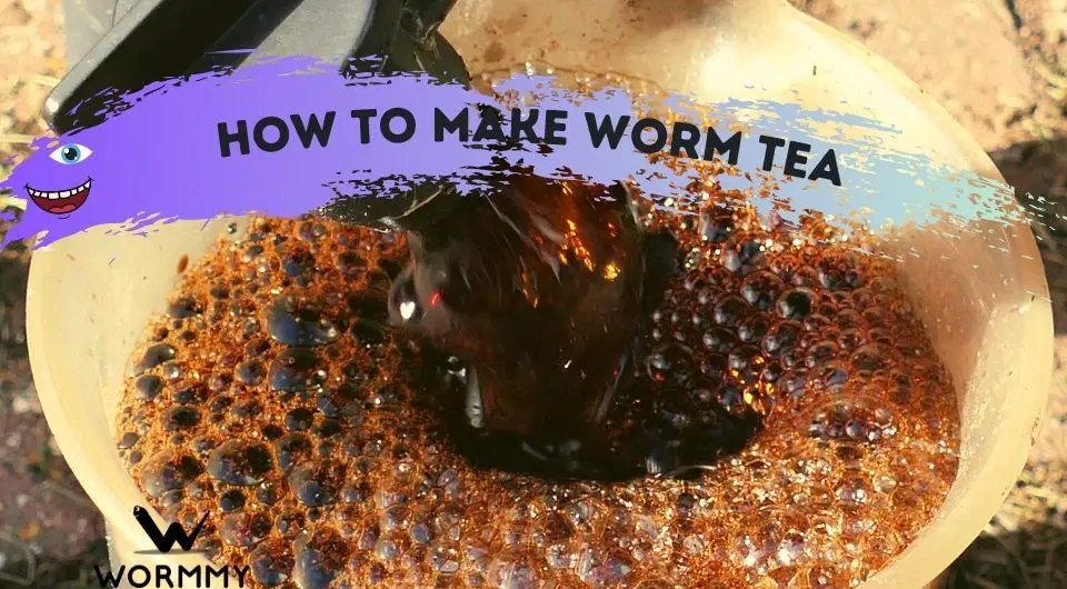 How To Make Worm Tea - (What Is It And Does It Really Work?)