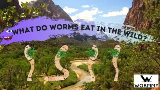 What Do Worms Eat In The Wild? (The Diet Of Non-Captive Earthworms)