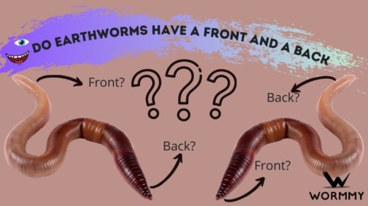 Do Worms Have Teeth? (and Do Earthworms Bite?)