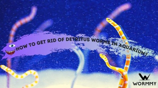 How To Get Rid Of Detritus Worms In Aquarium? (Explained)