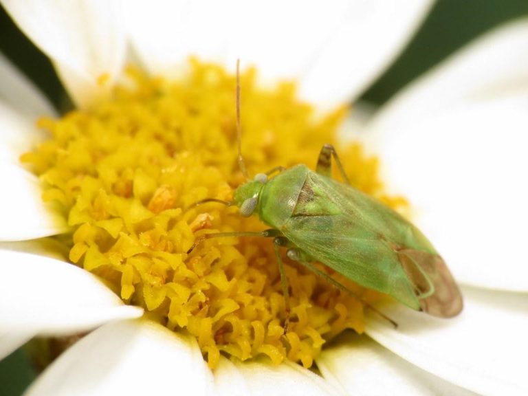 Worms in Strawberries (Are They Harmful & How to Get Rid?)
