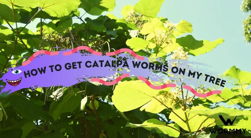 How To Get Catalpa Worms on Your Tree (Every Year!)