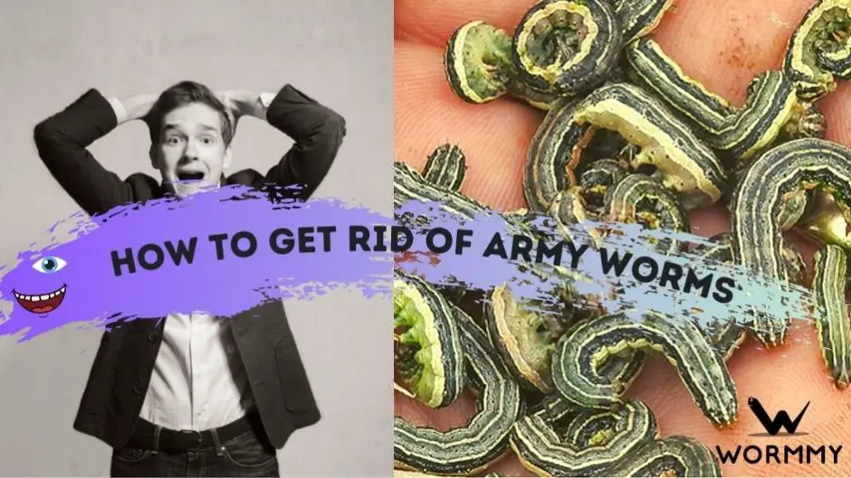 Worm Facts - [16 x Fun Facts For Kids & Adults All About Worms!]