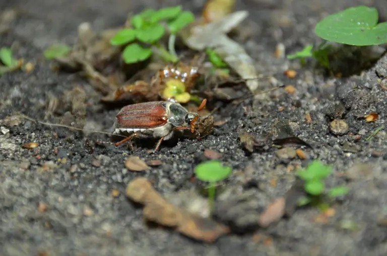 What Are Grub Worms? - Their Life-Cycle, Where to Find Them & How to ...
