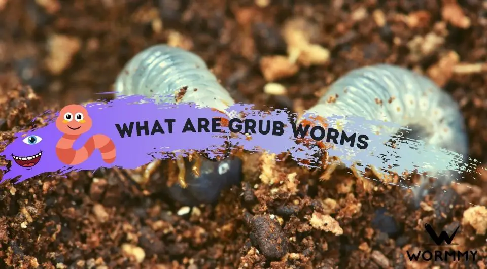 What Are Grub Worms? - Their Life-Cycle, Where to Find Them & How to ...