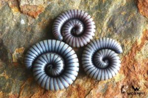 Are Worms Insects? (Is An Earthworm An Insect or Bug or Animal?)