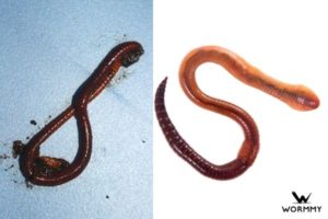 Red worms vs Nightcrawlers (Their Differences & Similarities) | Wormmy