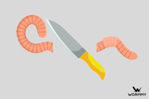 Can Worms Regenerate? (If An Earthworm Is Cut In Half Will It Survive?)