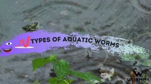 Aquatic Worms - Facts and Everything You Need To Know