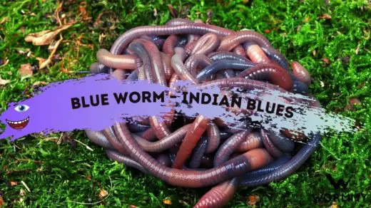 Blue Worm (Perionyx Excavatus) - All The Facts You Need to Know