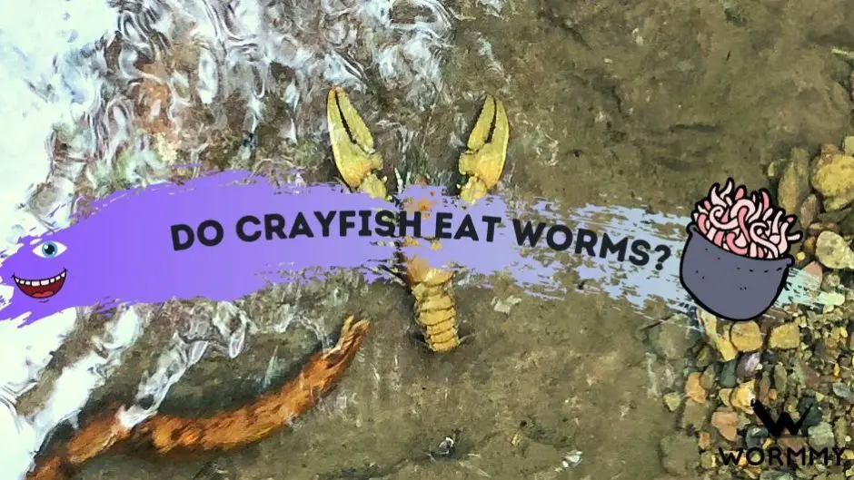 Red Wiggler Worms (All the Facts You Need to Know)