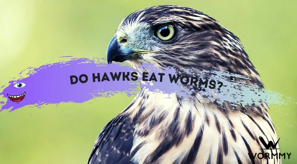 Do Hawks Eat Worms? (And Types of Worm They Feed On)