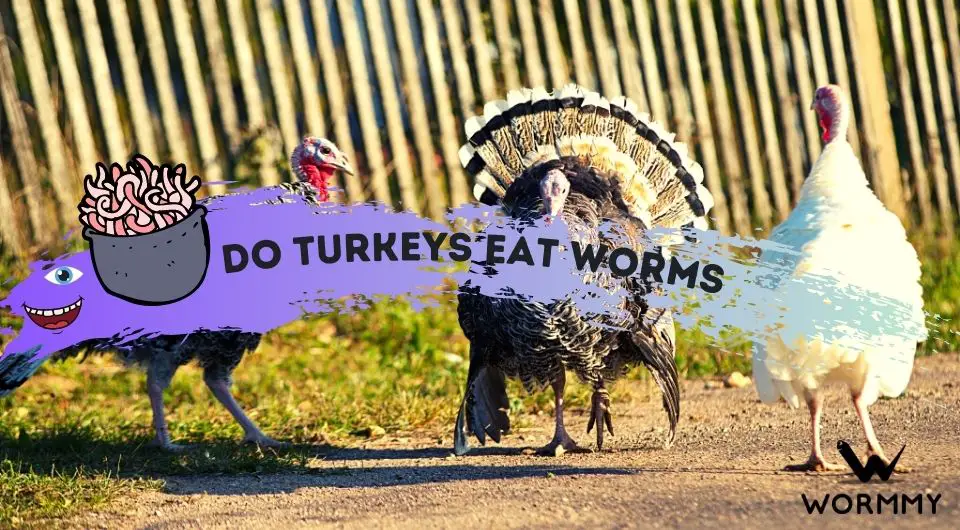 Why Do Turkeys Eat Rocks at Ella Byatt blog