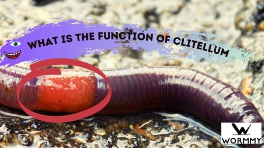 What Is the Function of Clitellum in Earthworm Species?