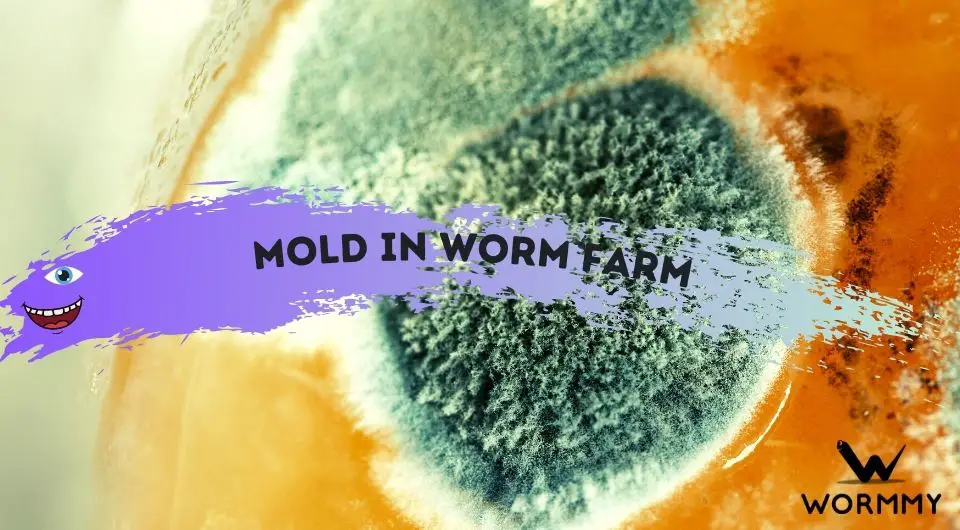 Mold in Worm Farm - Is a Moldy Worm Bin Harmful? (What to Do)