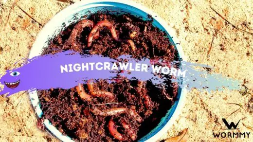 Nightcrawler Worm (Everything You Need to Know)