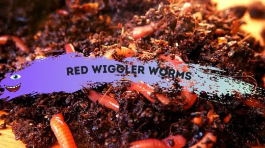 Red Wiggler Worms (All the Facts You Need to Know)