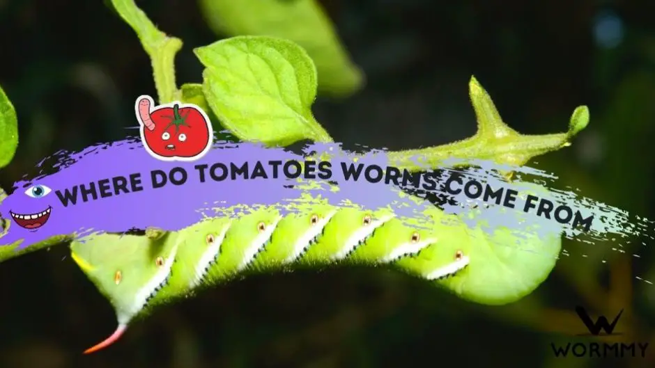 Where Do Tomato Worms Come From? (How To Get Rid of Them)