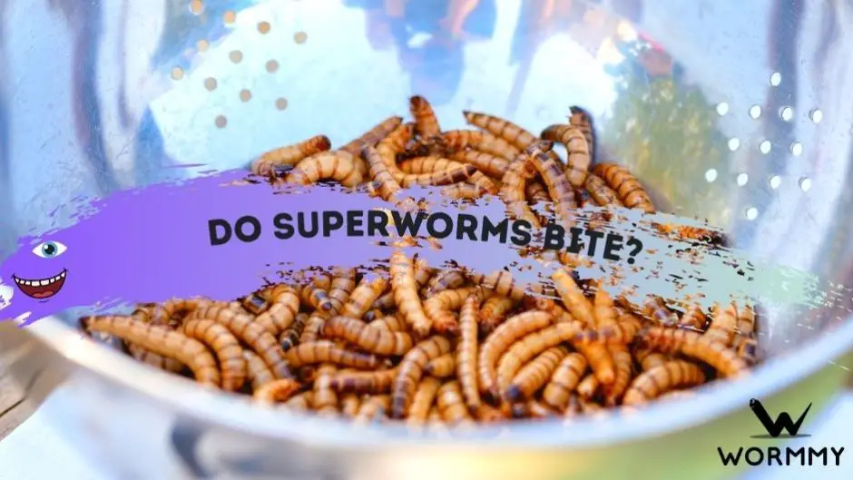 Worm Facts - [16 x Fun Facts For Kids & Adults All About Worms!]