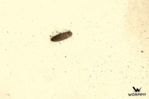 Mattress & Bed Worms - Causes & How to Get Rid of Different Types