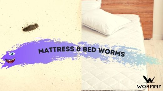 Mattress & Bed Worms - Causes & How to Get Rid of Different Types