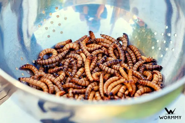 Mealworms vs. Superworms (The Difference?) - ANSWERED