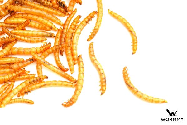 Mealworms vs. Superworms (The Difference?) - ANSWERED