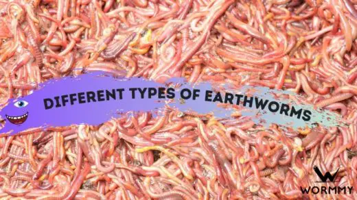 Worm Facts - [16 x Fun Facts For Kids & Adults All About Worms!]