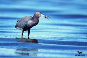 Blue Worm (Perionyx Excavatus) - All The Facts You Need to Know