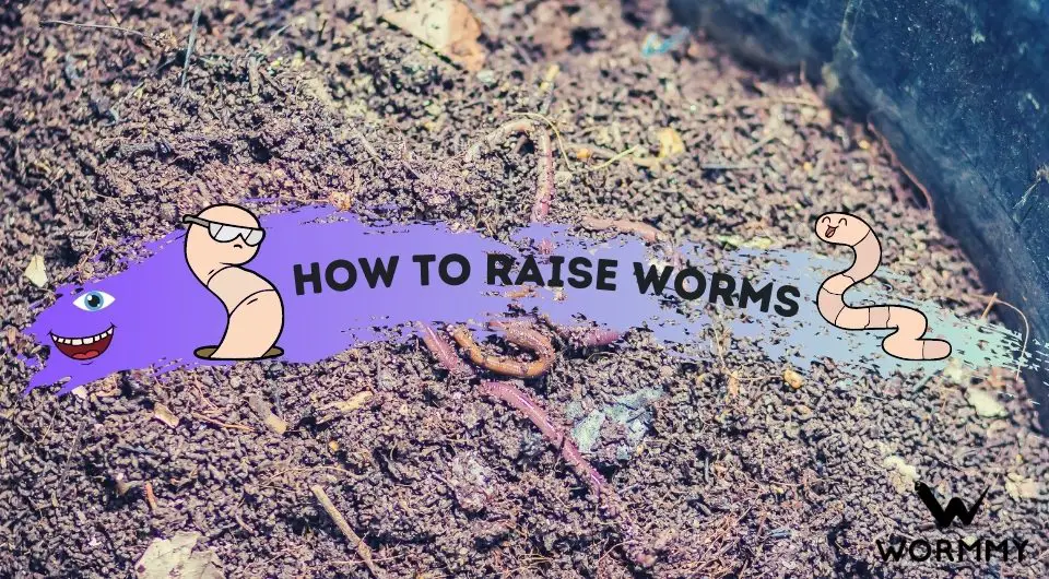 How to Raise Worms (Raising Them The Right Way)