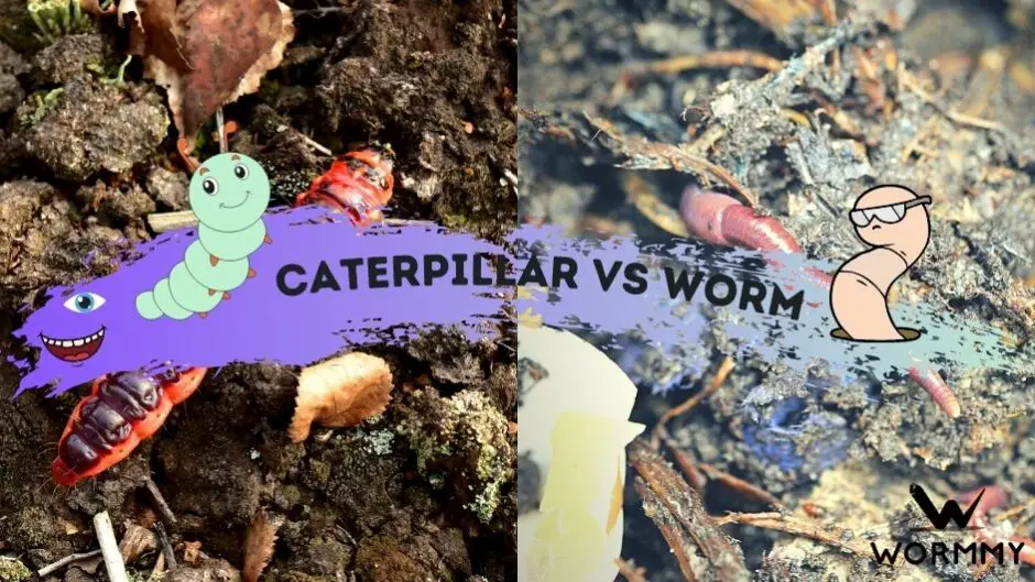Caterpillar Vs Worm - [The Differences and Similarities]