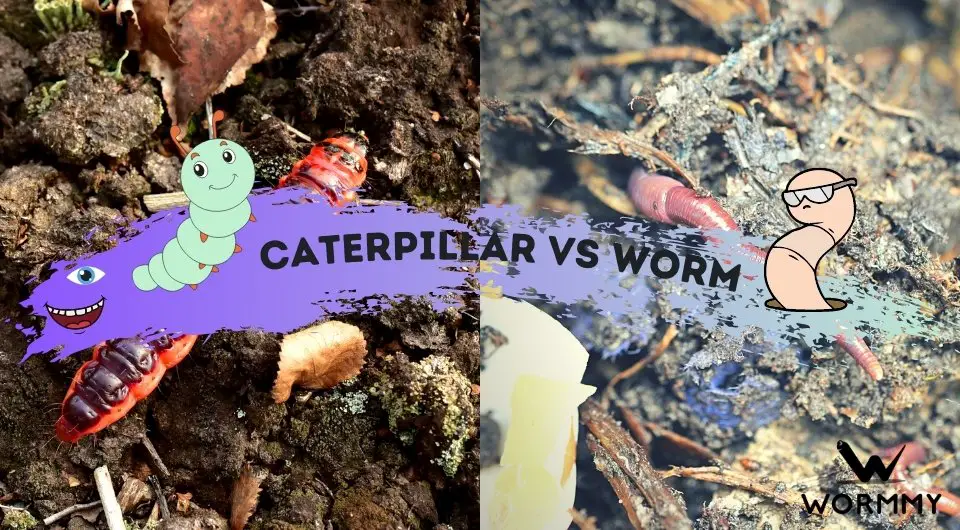 Caterpillar Vs Worm - [The Differences and Similarities]