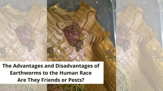 What Are The Benefits of Earthworms? Advantages and Disadvantages of ...