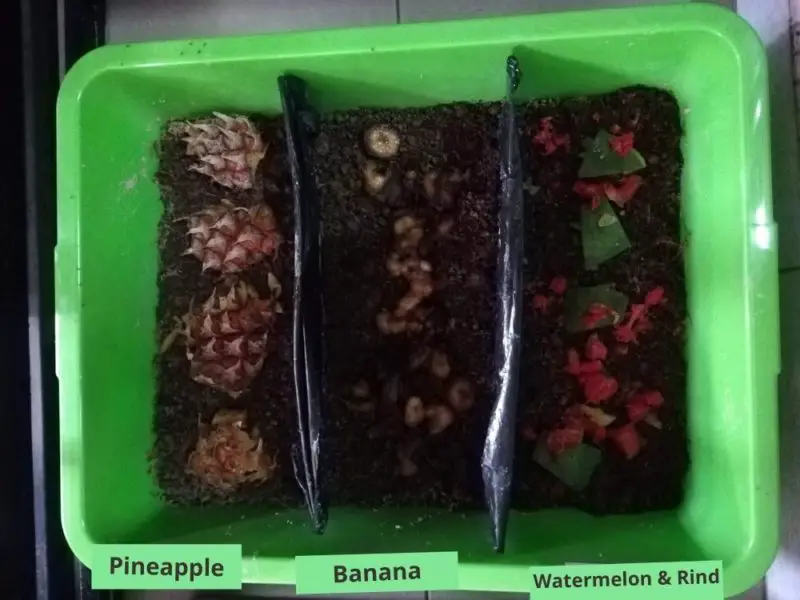 What Do Worms Eat? (The ULTIMATE Guide to Worm Food)