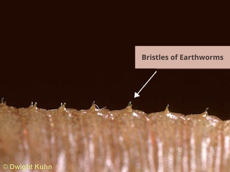 Do Worms Have Bones? How Do Earthworms Move? - Wormmy